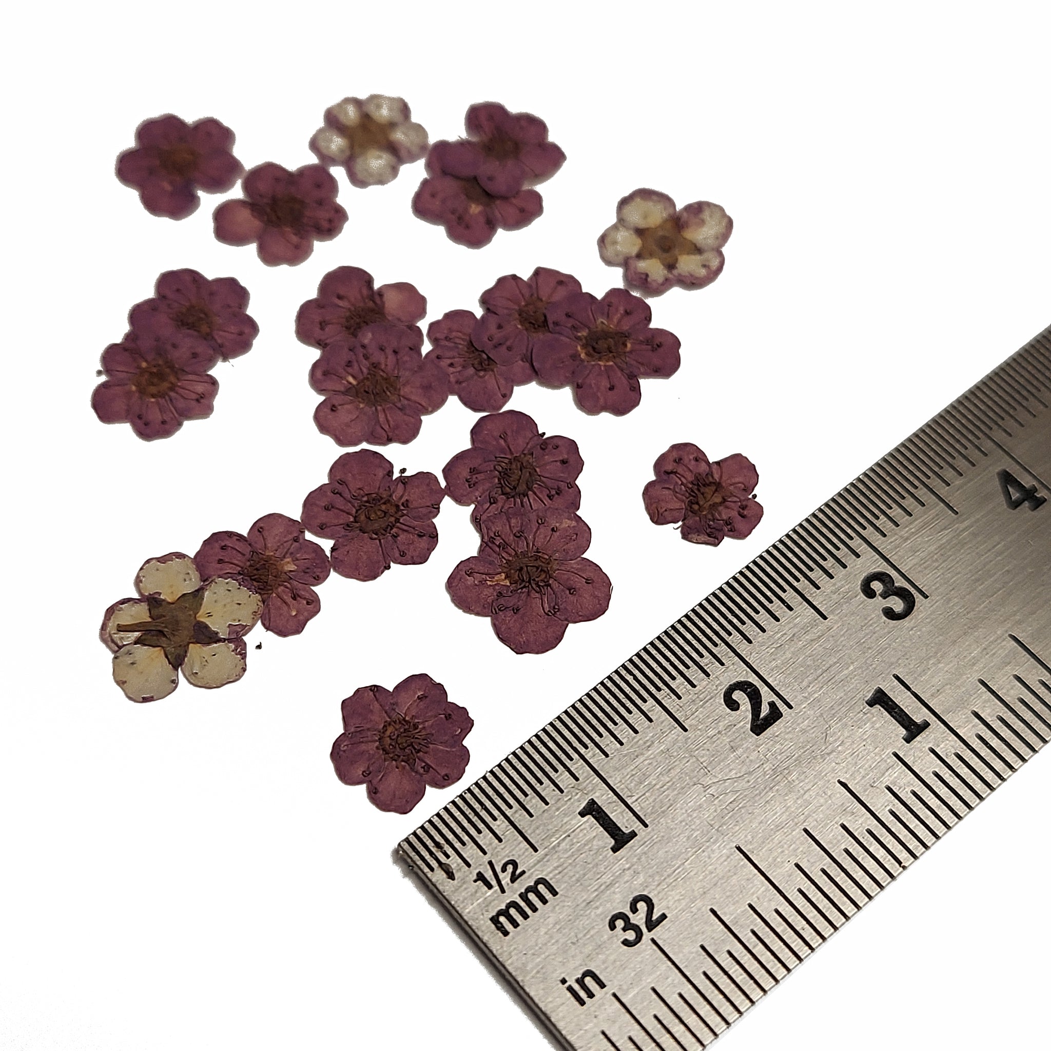 Mini Dried Flowers - Purple | Alonso Sobrino